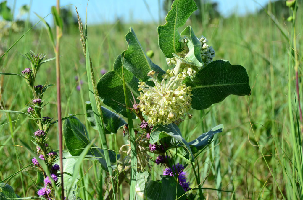 Sand-Milkweed - Conservation Blueprint
